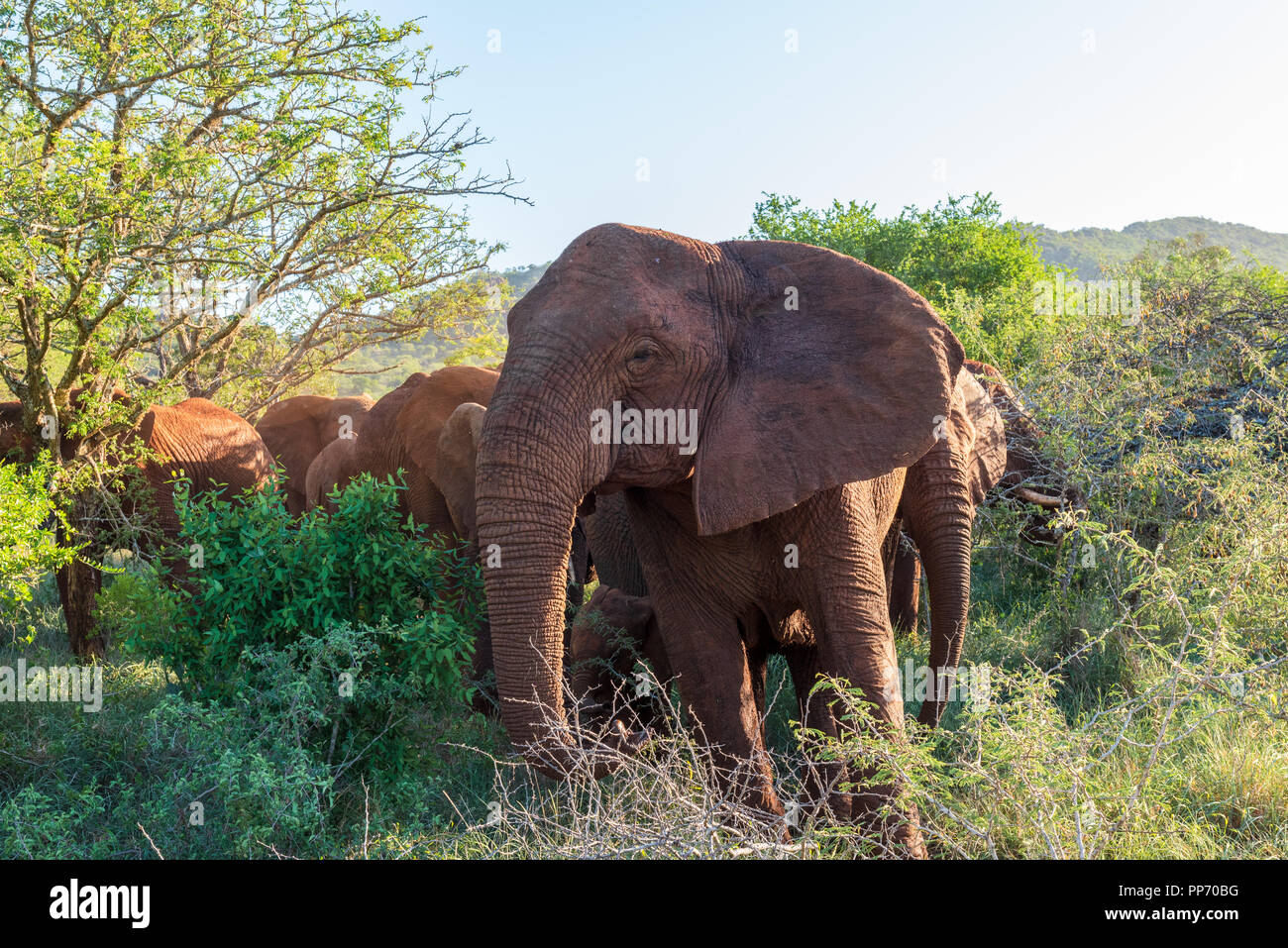 A lead elephant makes his way through the South African bush with a ...