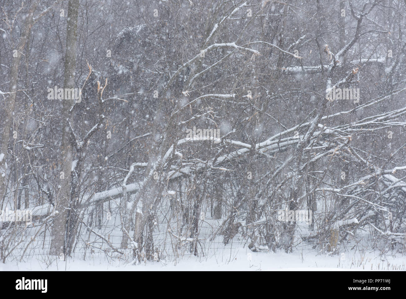 Snow falling during blizzard hi-res stock photography and images - Alamy
