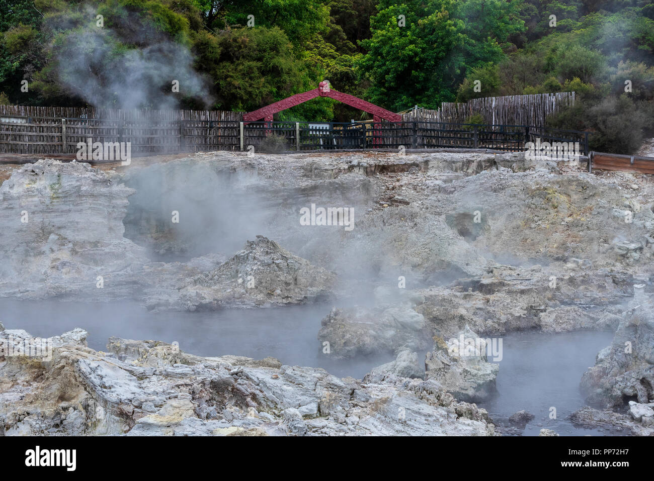 Hells Gate, New Zealand--March 1, 2018. Wafts of steam rose from the ...