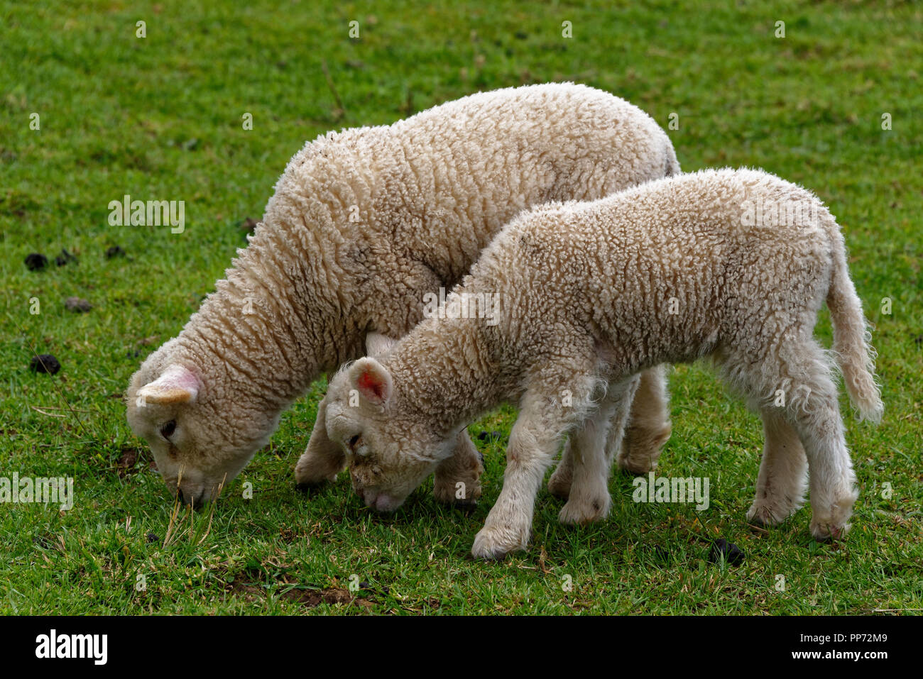 Young lambs tails hi-res stock photography and images - Alamy