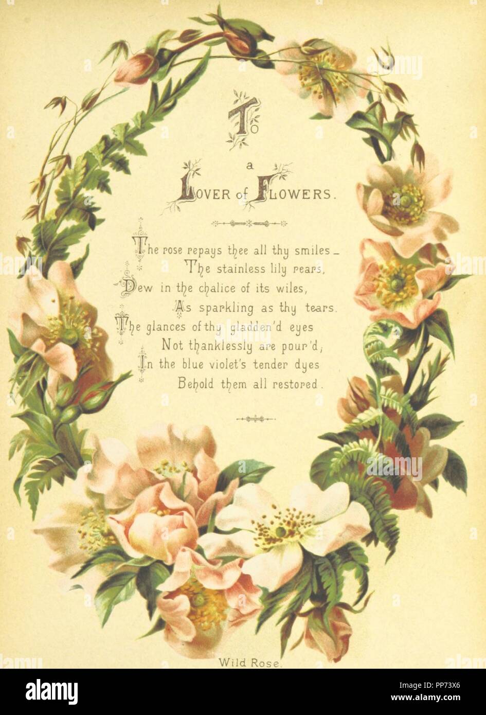 Artistic language flowers illustrations image hi-res stock photography ...