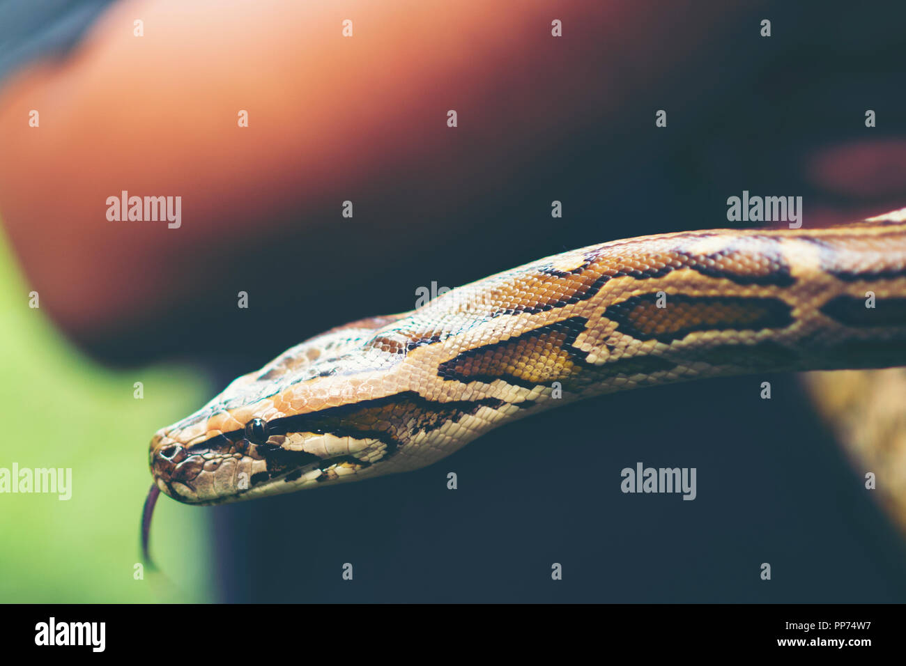 Child hand holding snake boa, Halloween Stock Photo - Alamy