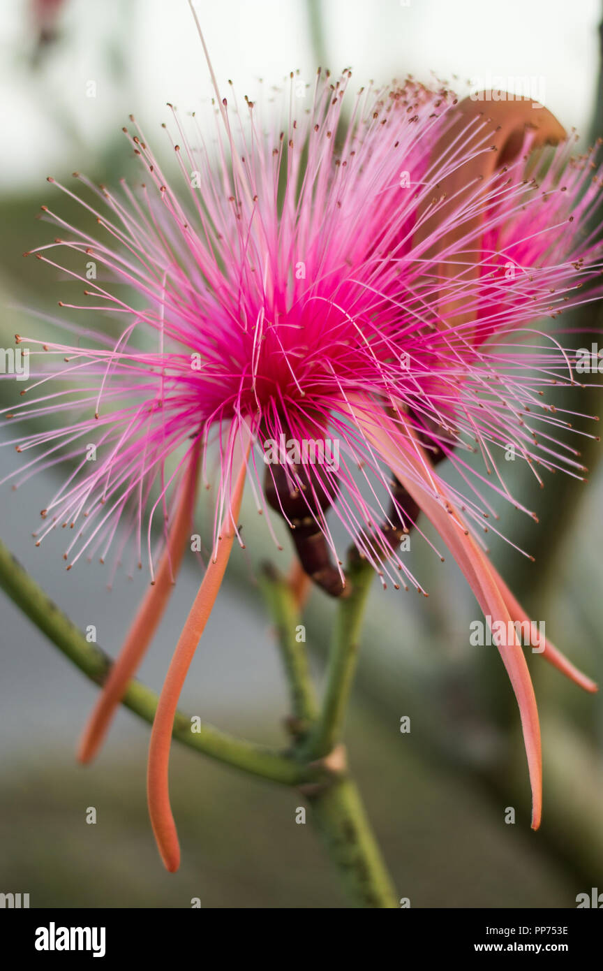 Rare_flower High Resolution Stock Photography and Images - Alamy