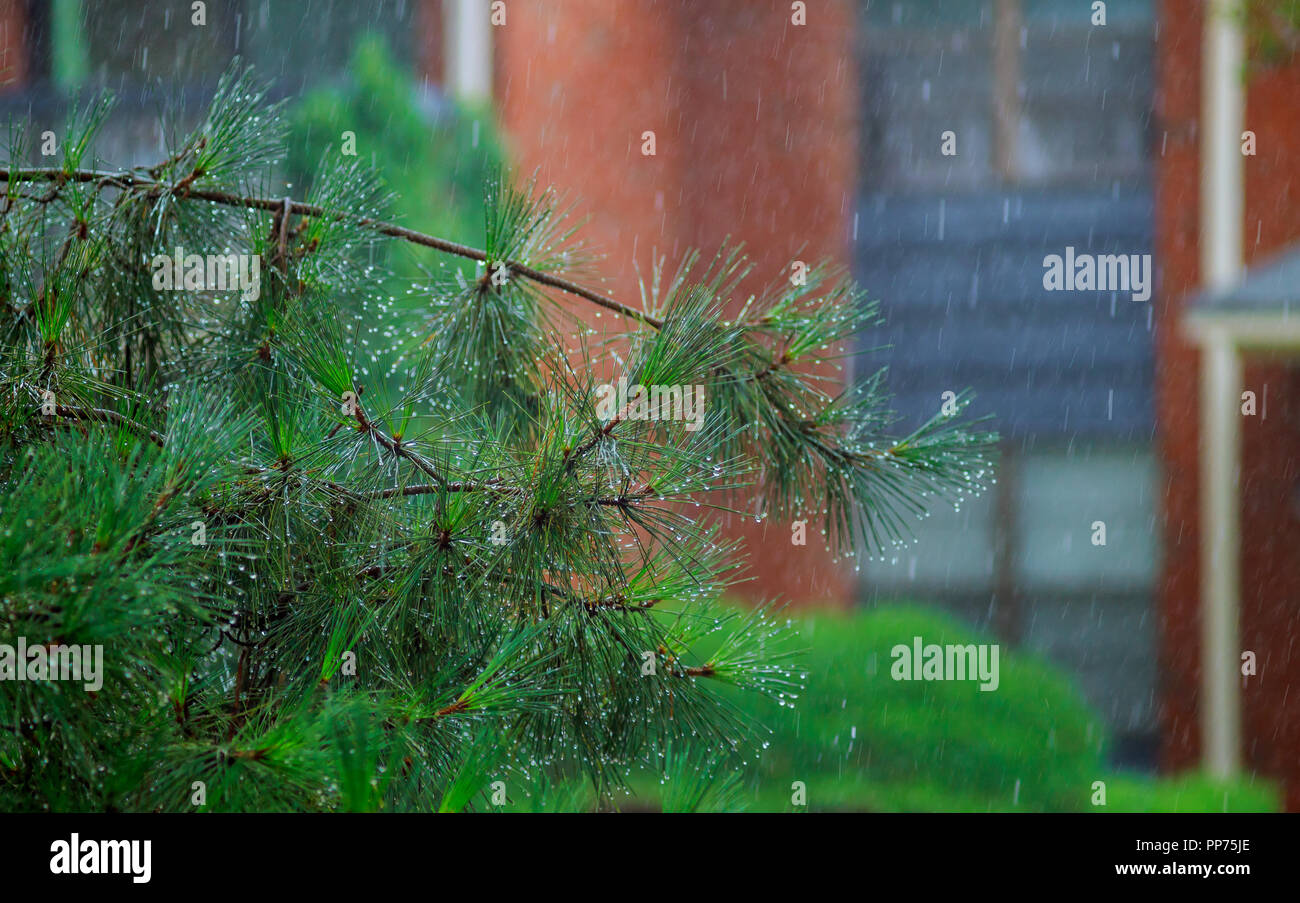 Heavy rain during a thunderstorm a heavy rainfall Stock Photo - Alamy