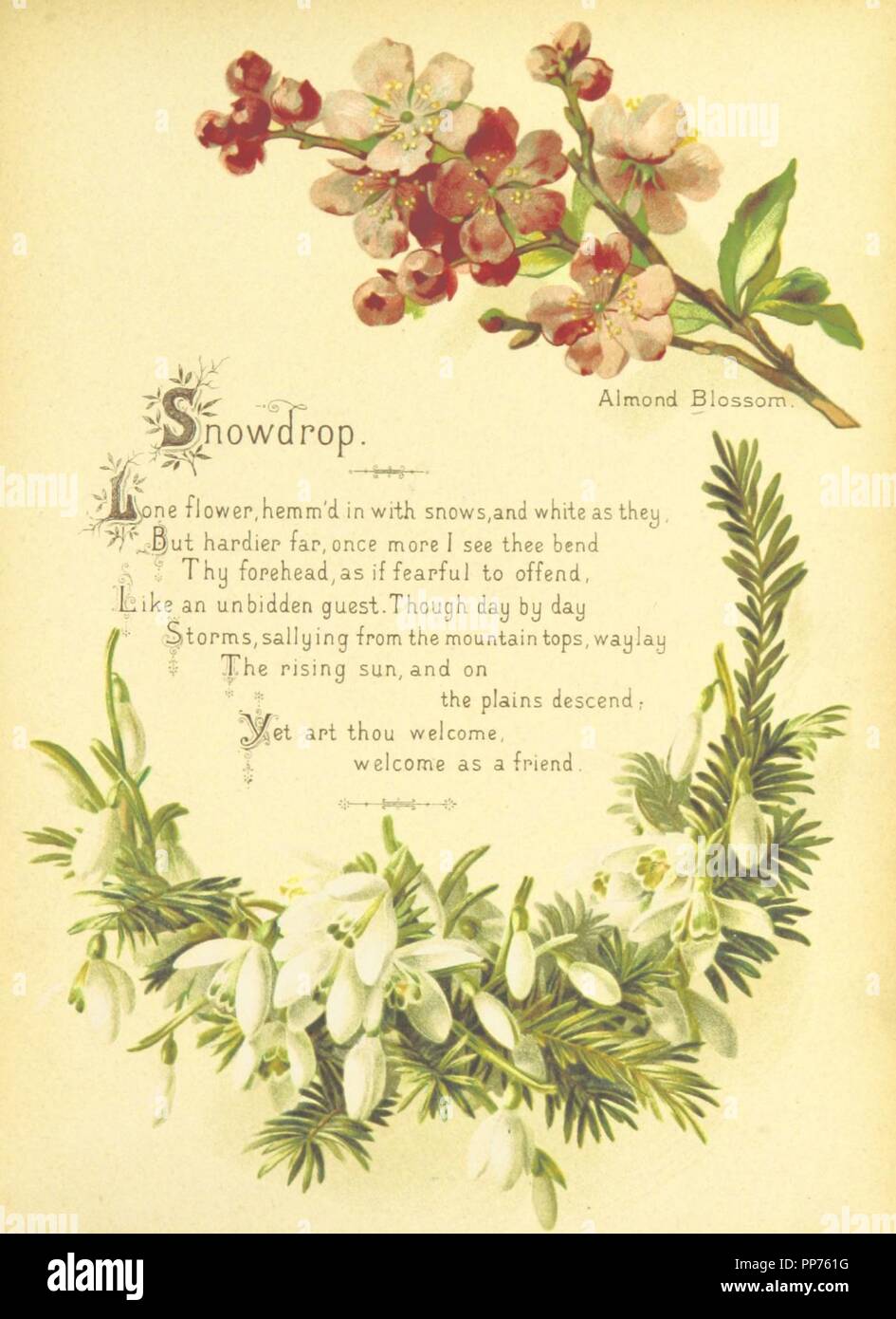 Artistic language flowers illustrations image hi-res stock photography ...