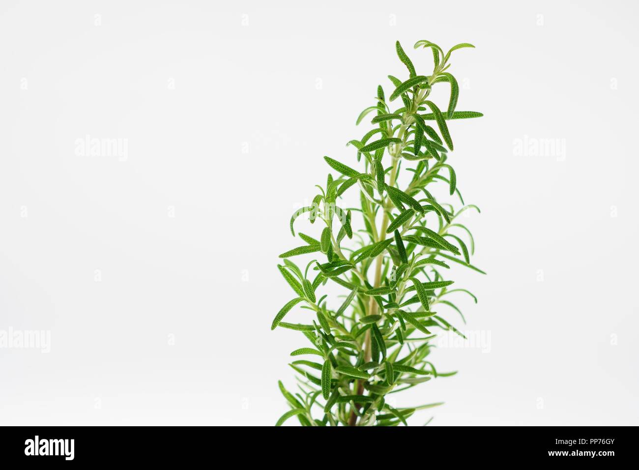 tomillo (Thymus vulgaris) subarbusto de la familia de les labiadas y ...