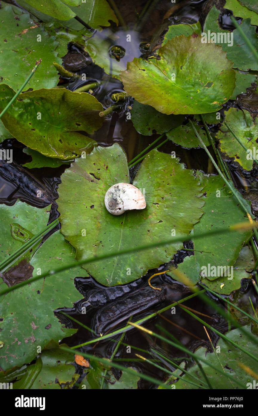 Shell on heart shape leaf in a creek, background Stock Photo - Alamy