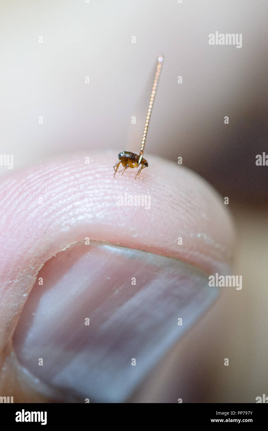 Munich, Bavaria. 20th Sep, 2018. Flea Circus Director Robert Birk ...