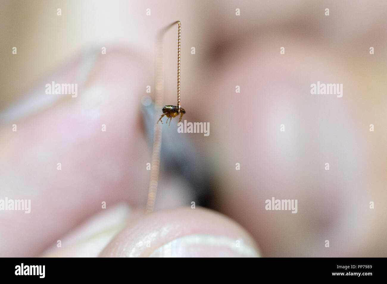 Robert birk hi-res stock photography and images - Alamy