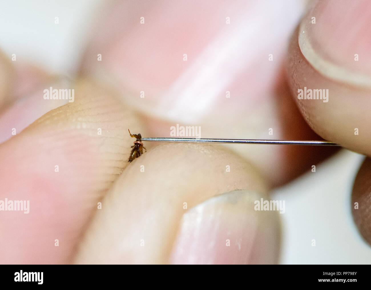 Munich, Bavaria. 20th Sep, 2018. Flea Circus Director Robert Birk tying ...