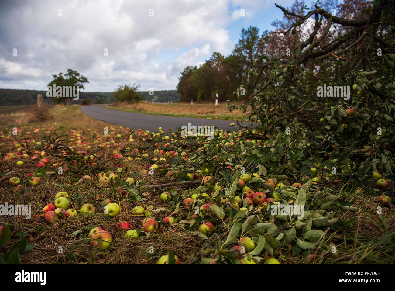 Broken apple tree hi-res stock photography and images - Alamy