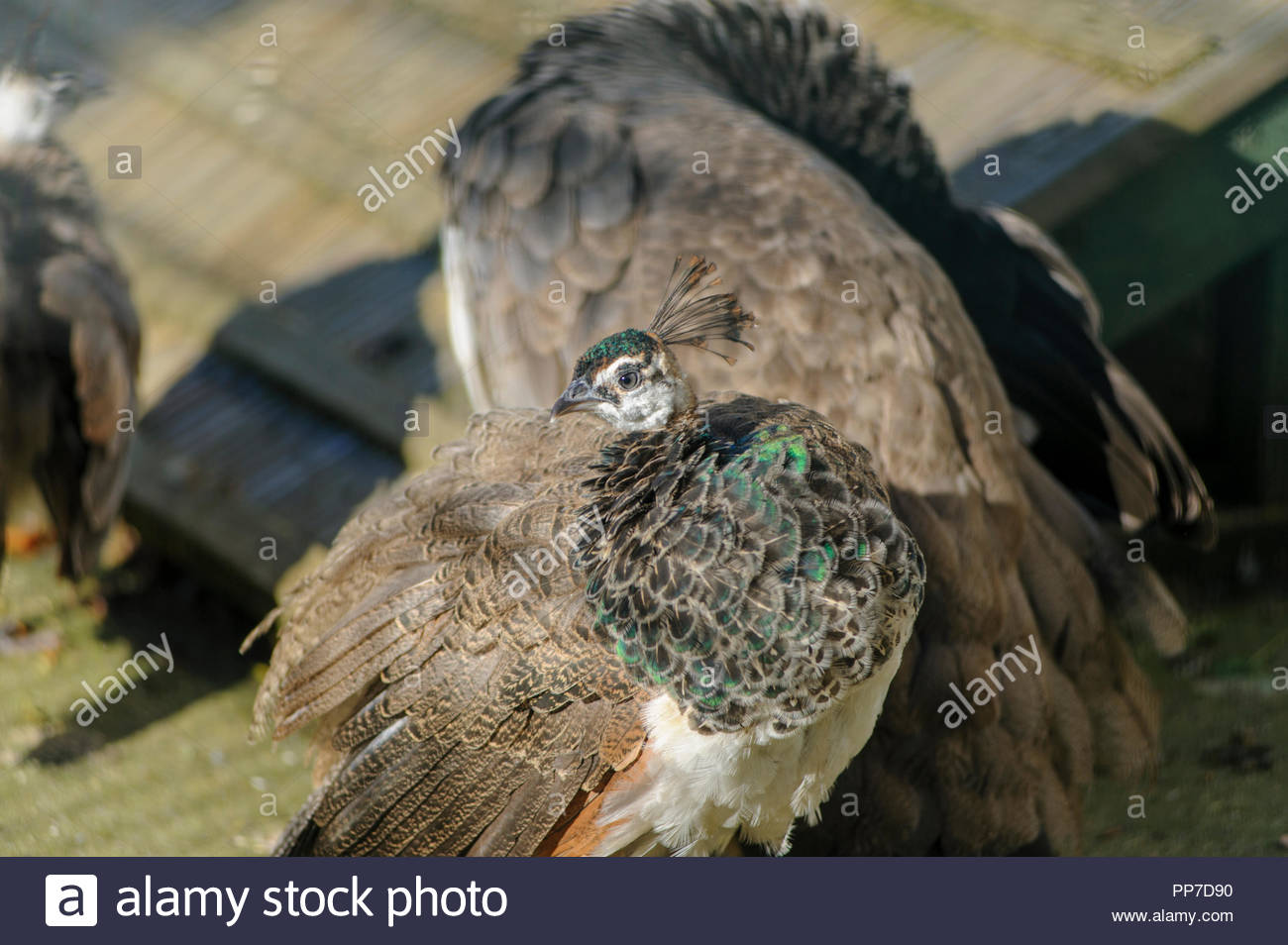 Peacock Chick Stock Photos & Peacock Chick Stock Images - Alamy