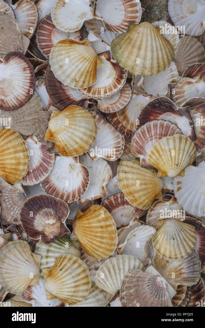 Queen scallop shells hi-res stock photography and images - Alamy