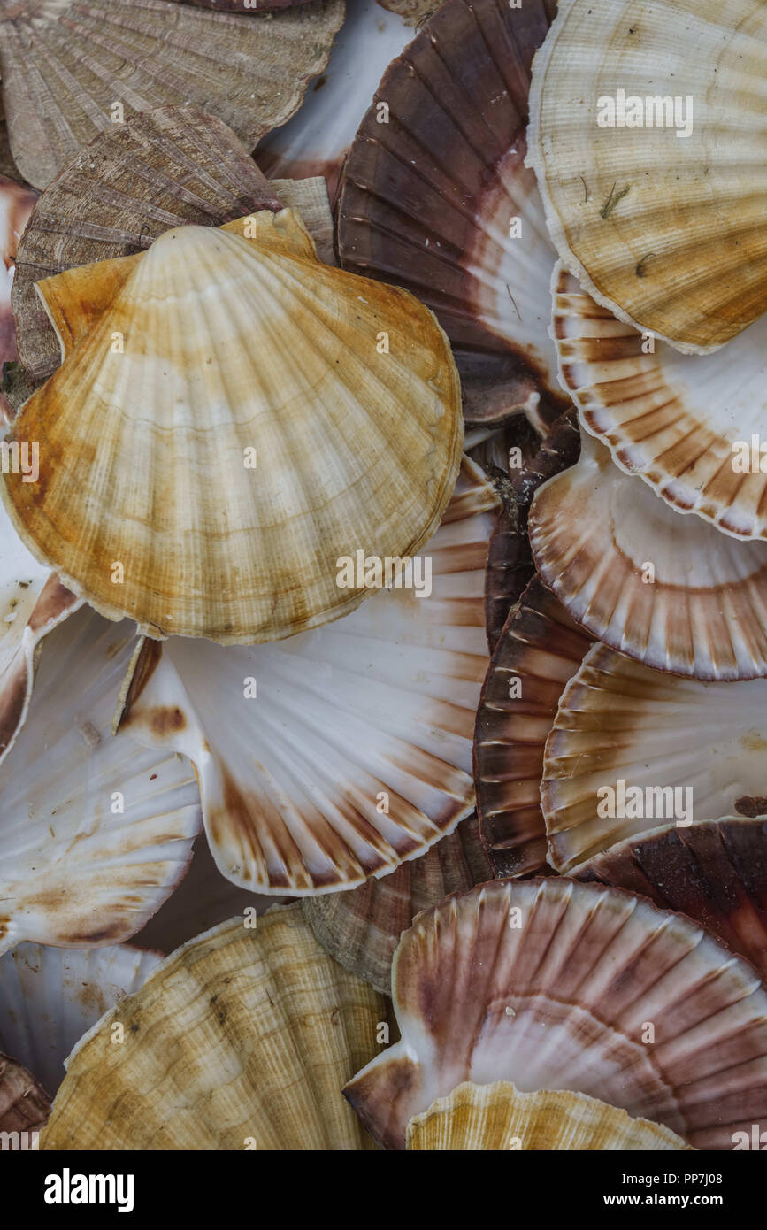 August 8, 2018 - Norwegian Sea, Nonthern Atlantic, Norway - Seashell ...