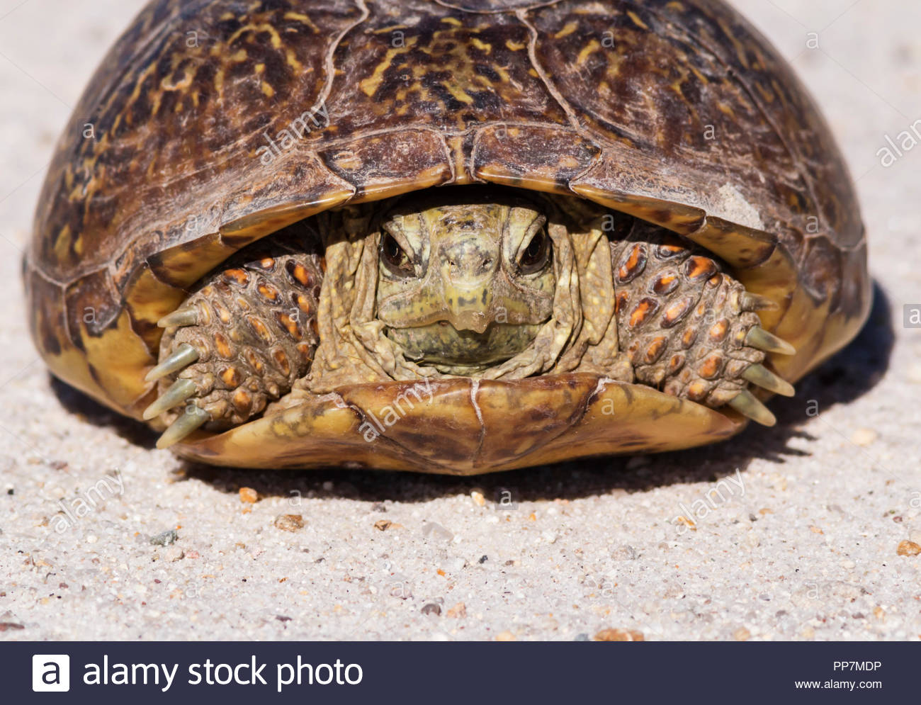 Box Turtles Stock Photos & Box Turtles Stock Images - Alamy