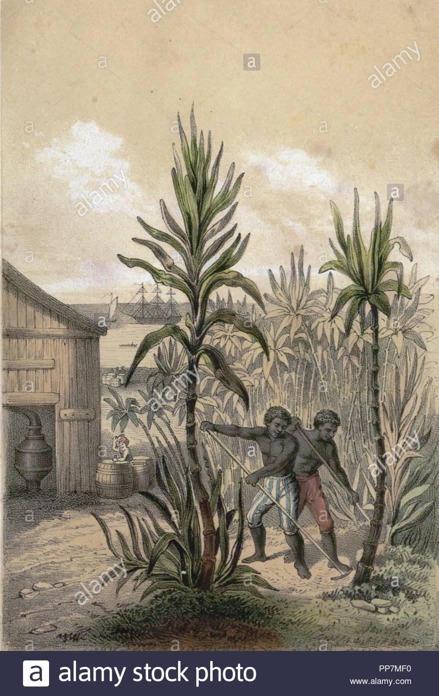 19th Century Sugar Plantation Stock Photos & 19th Century Sugar ...