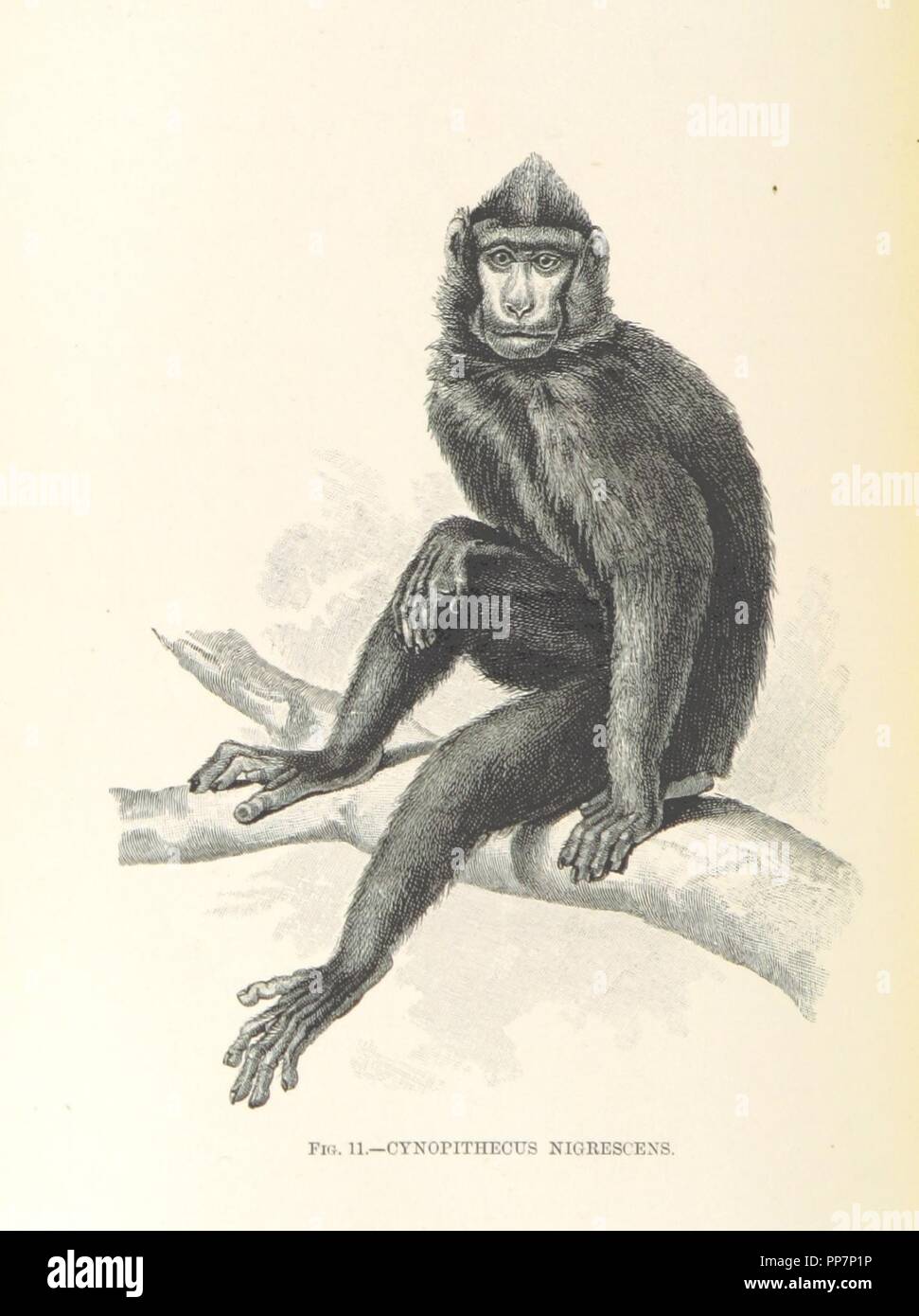 Image from page 124 of 'A Naturalist in North Celebes. A narrative of ...