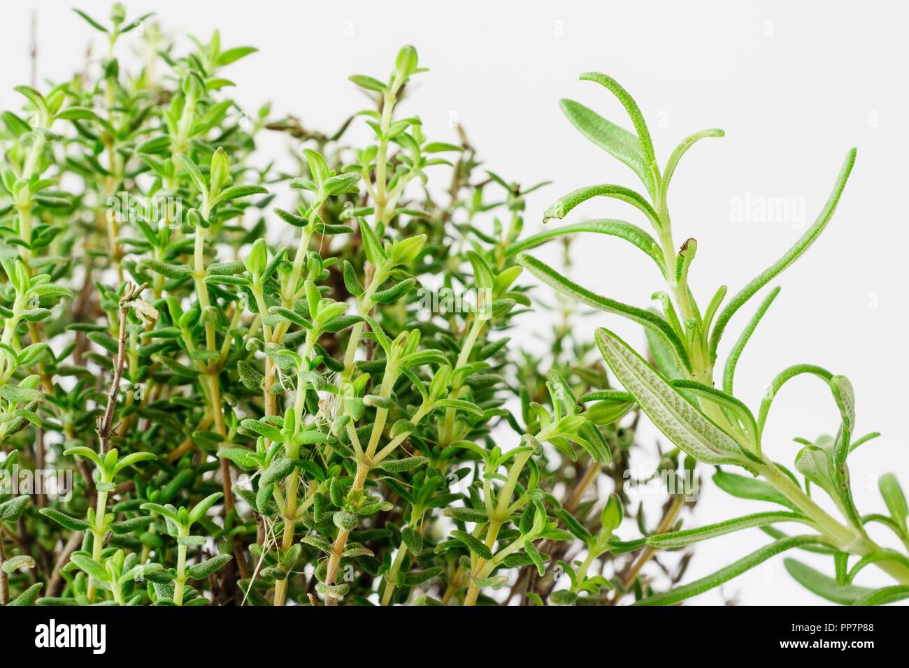 tomillo (Thymus vulgaris) subarbusto de la familia de les labiadas y ...