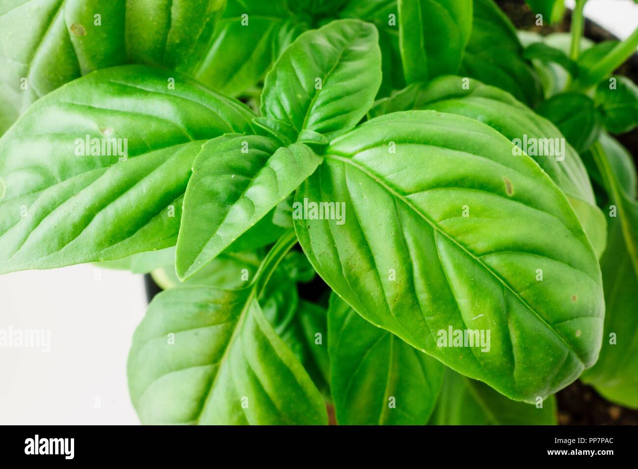 tomillo (Thymus vulgaris) subarbusto de la familia de les labiadas y ...