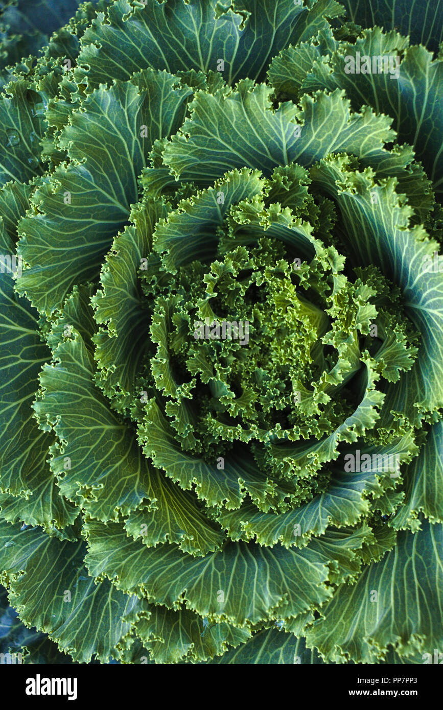 Ornamental cabbage hi-res stock photography and images - Alamy