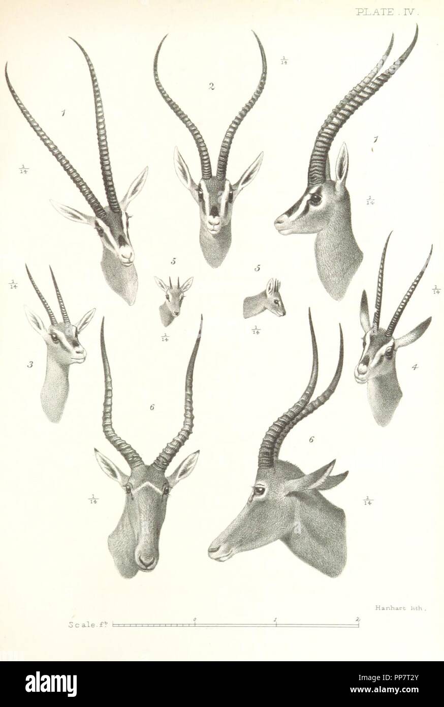 Mesai hi-res stock photography and images - Alamy