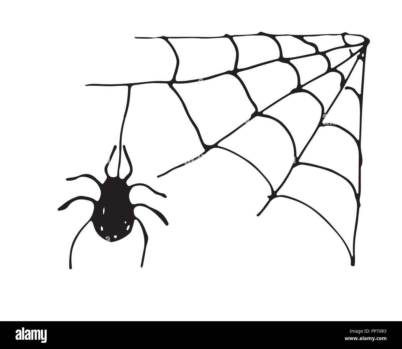 Spider web Hand drawn sketched web vector illustration isolated on ...