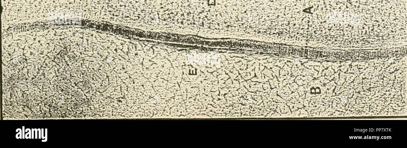 "Journal - American Medical Association" (1883 Stock Photo - Alamy