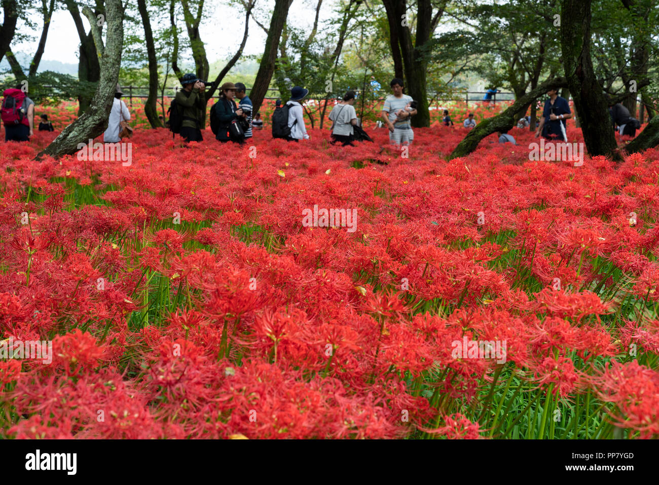 Kinchakuda, Hidaka City, Saitama Prefecture, Japan Stock Photo - Alamy