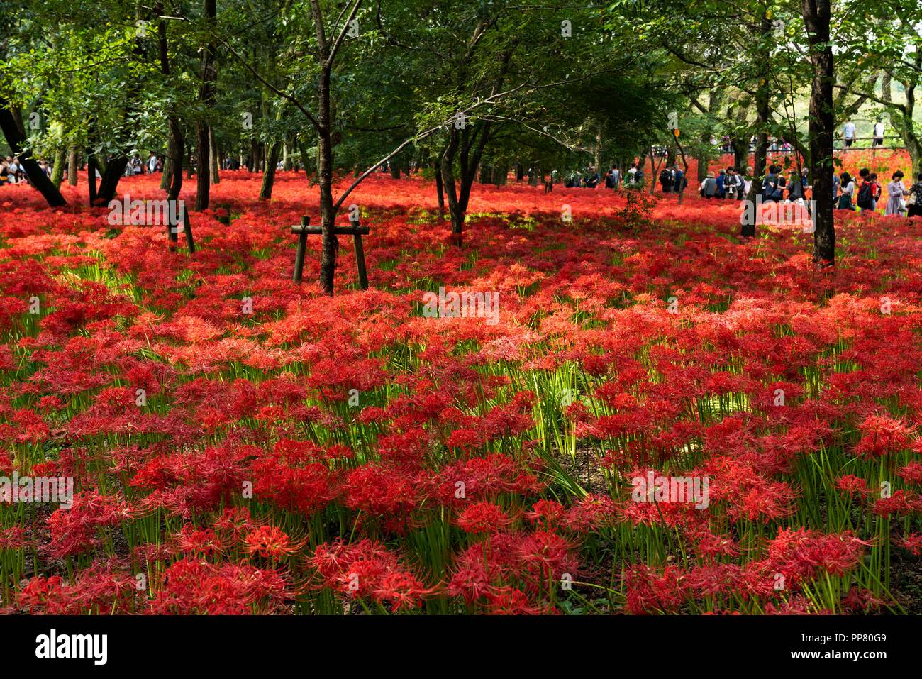 Kinchakuda, Hidaka City, Saitama Prefecture, Japan Stock Photo - Alamy