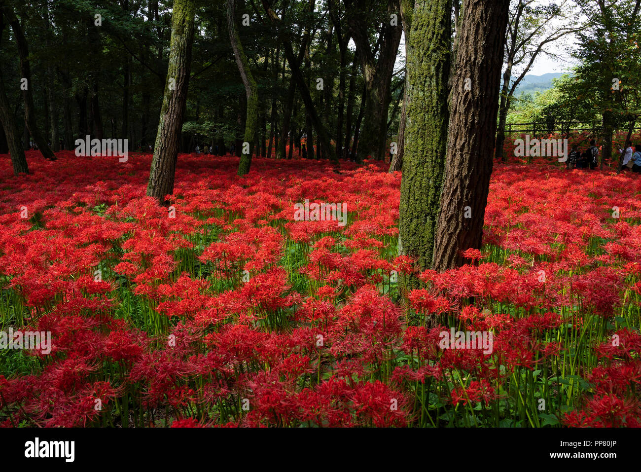 Kinchakuda, Hidaka City, Saitama Prefecture, Japan Stock Photo - Alamy