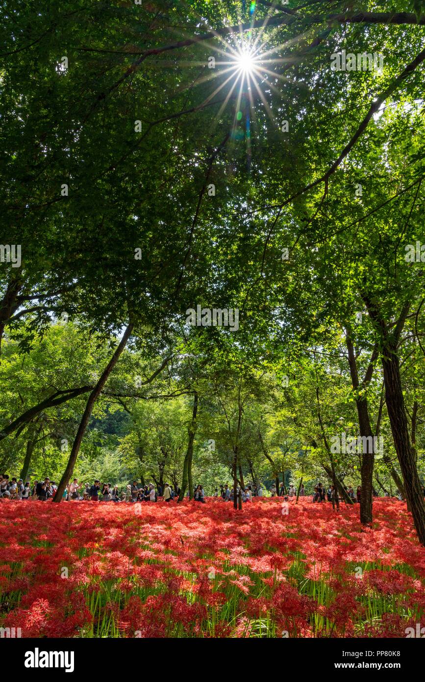 Kinchakuda, Hidaka City, Saitama Prefecture, Japan Stock Photo - Alamy