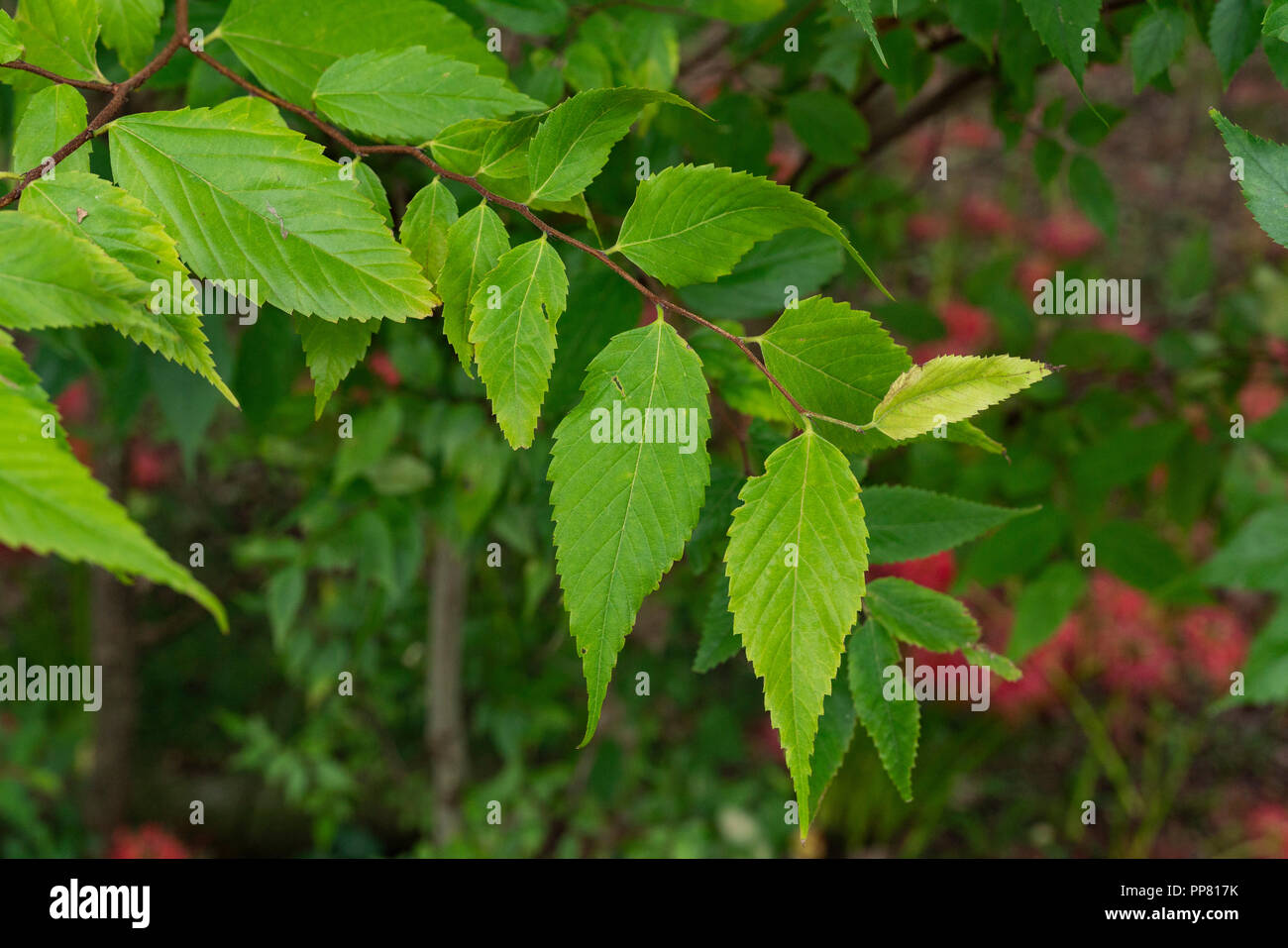 Mulberry leaves, Hidaka City, Saitama Prefecture, Japan Stock Photo - Alamy