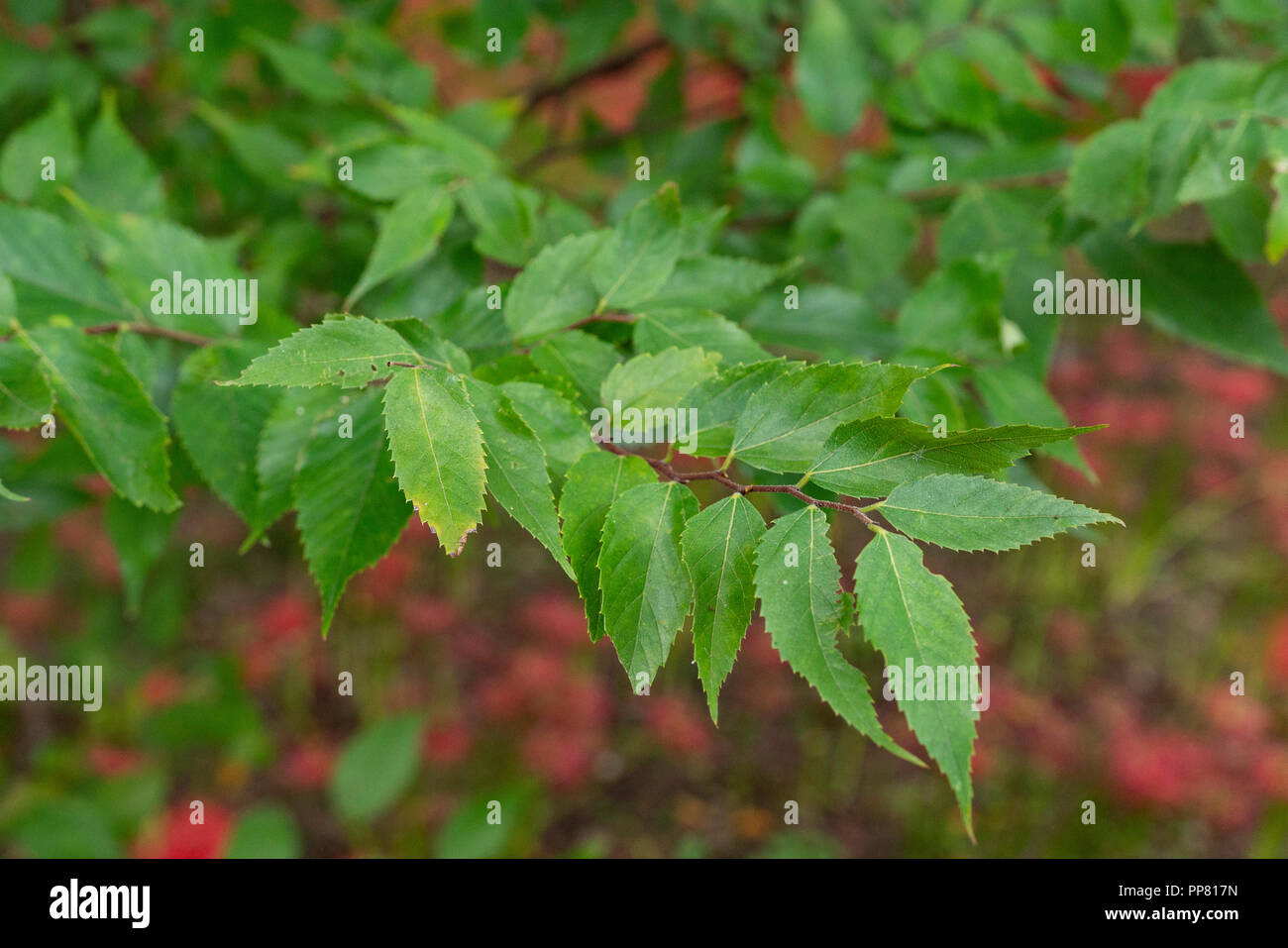 Mulberry leaves, Hidaka City, Saitama Prefecture, Japan Stock Photo - Alamy