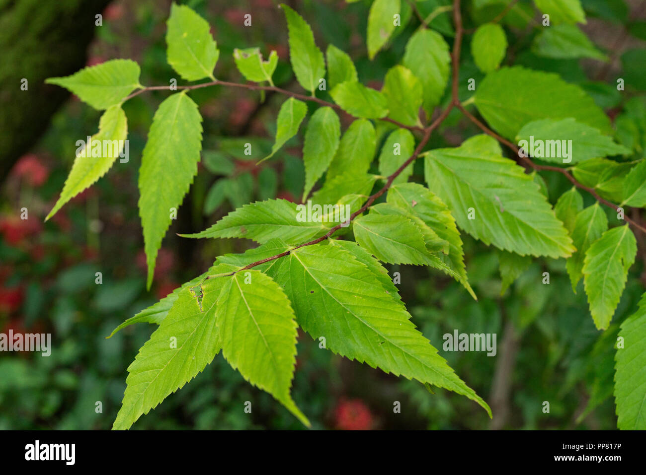 Mulberry leaves, Hidaka City, Saitama Prefecture, Japan Stock Photo - Alamy
