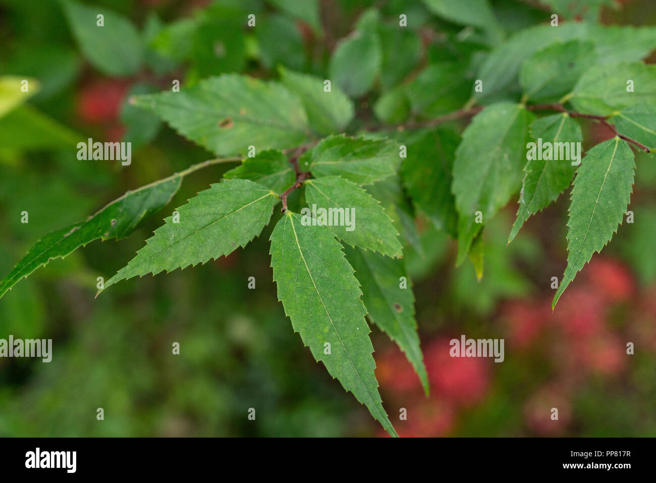 Mulberry leaves, Hidaka City, Saitama Prefecture, Japan Stock Photo - Alamy