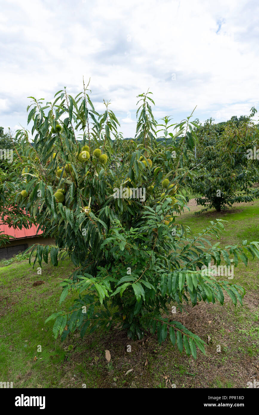 Chestnut field, Hidaka City, Saitama Prefecture, Japan Stock Photo - Alamy