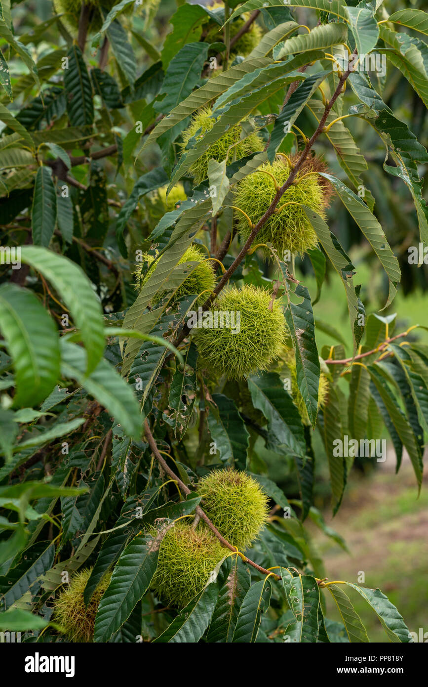Chestnut field, Hidaka City, Saitama Prefecture, Japan Stock Photo - Alamy