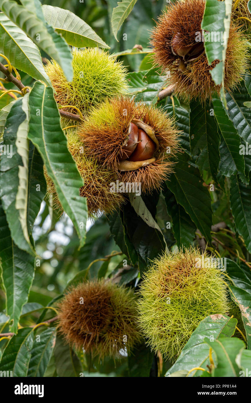 Chestnut field, Hidaka City, Saitama Prefecture, Japan Stock Photo - Alamy