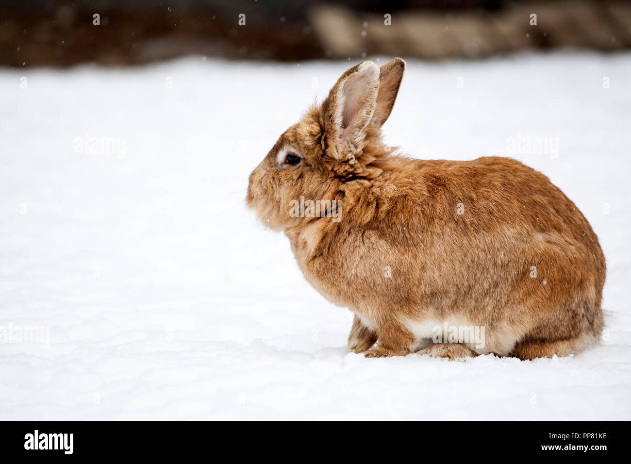 Brown Rabbit In Snow
