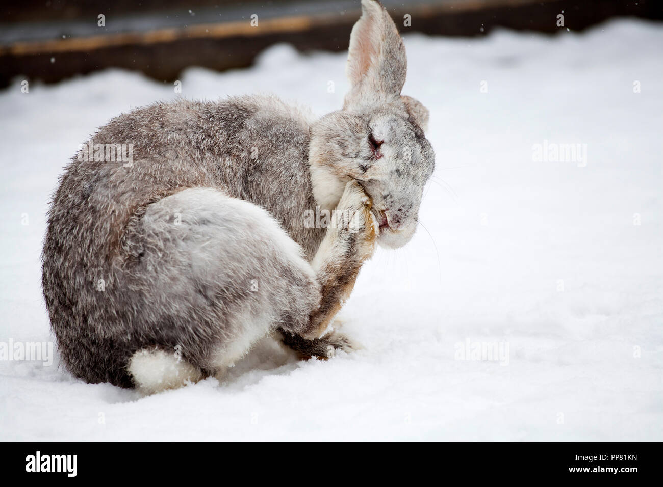 Bunny in snow. Animals in wintertime Stock Photo - Alamy