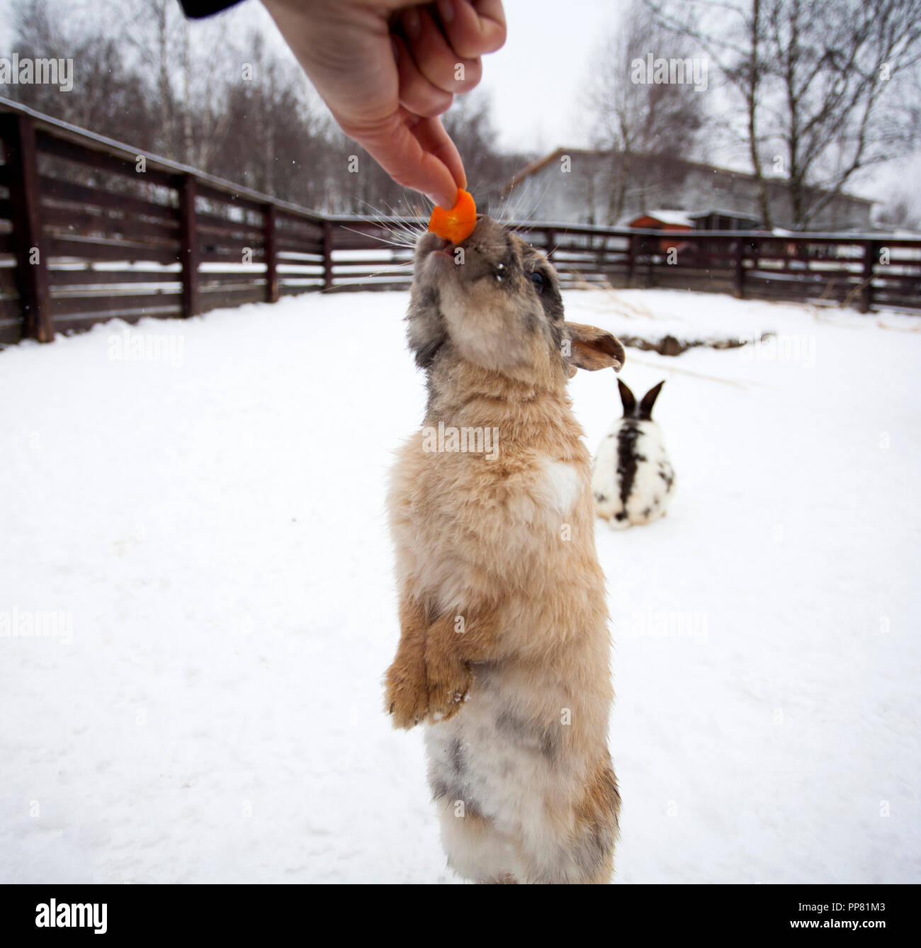 Bunny in snow. Animals in wintertime Stock Photo - Alamy