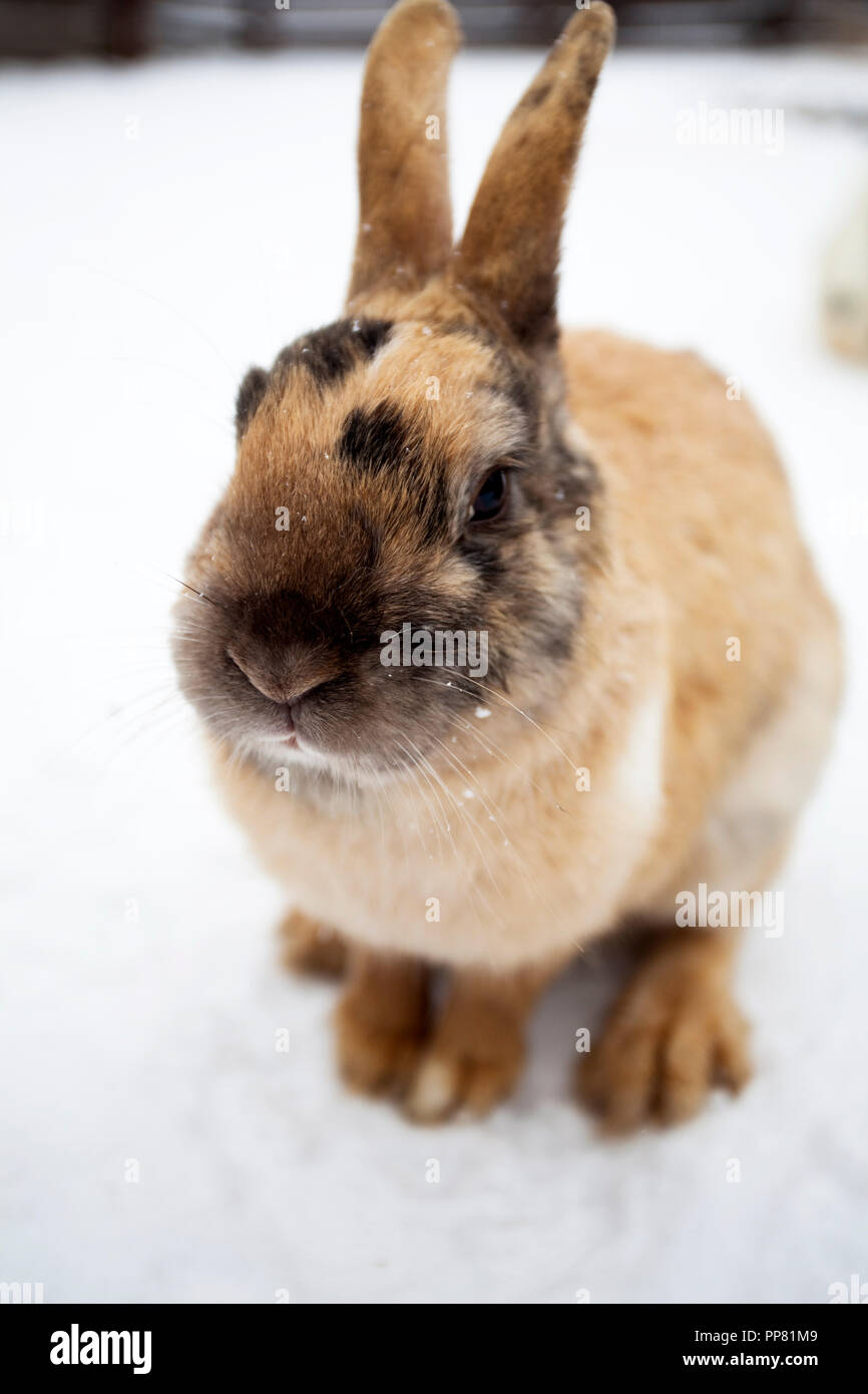 Bunny in snow. Animals in wintertime Stock Photo - Alamy