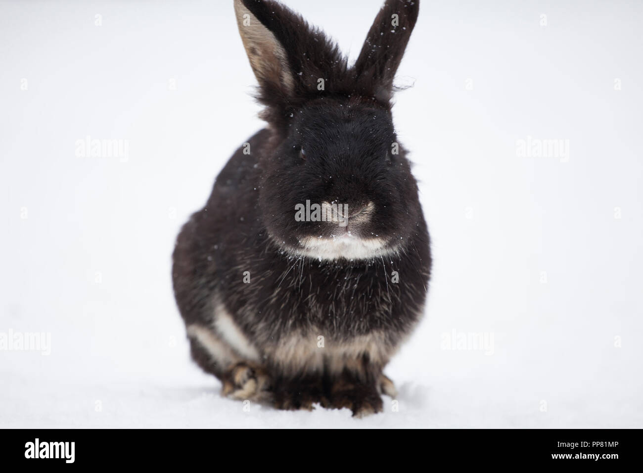 Bunny in snow. Animals in wintertime Stock Photo - Alamy