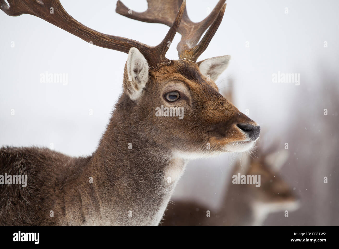 Portrait of a male of fallow deer in the snow Stock Photo - Alamy