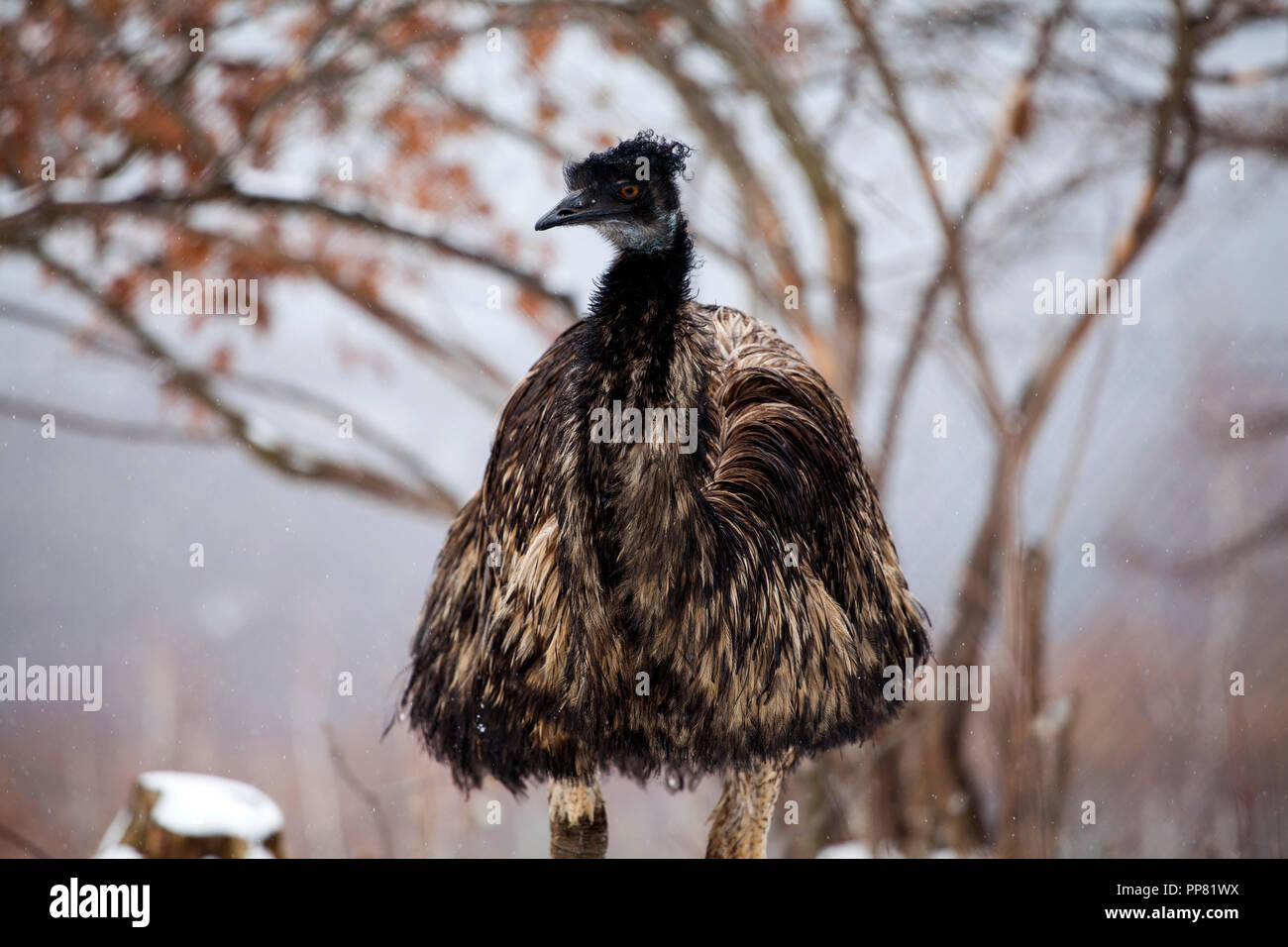 Snow emu hi-res stock photography and images - Alamy