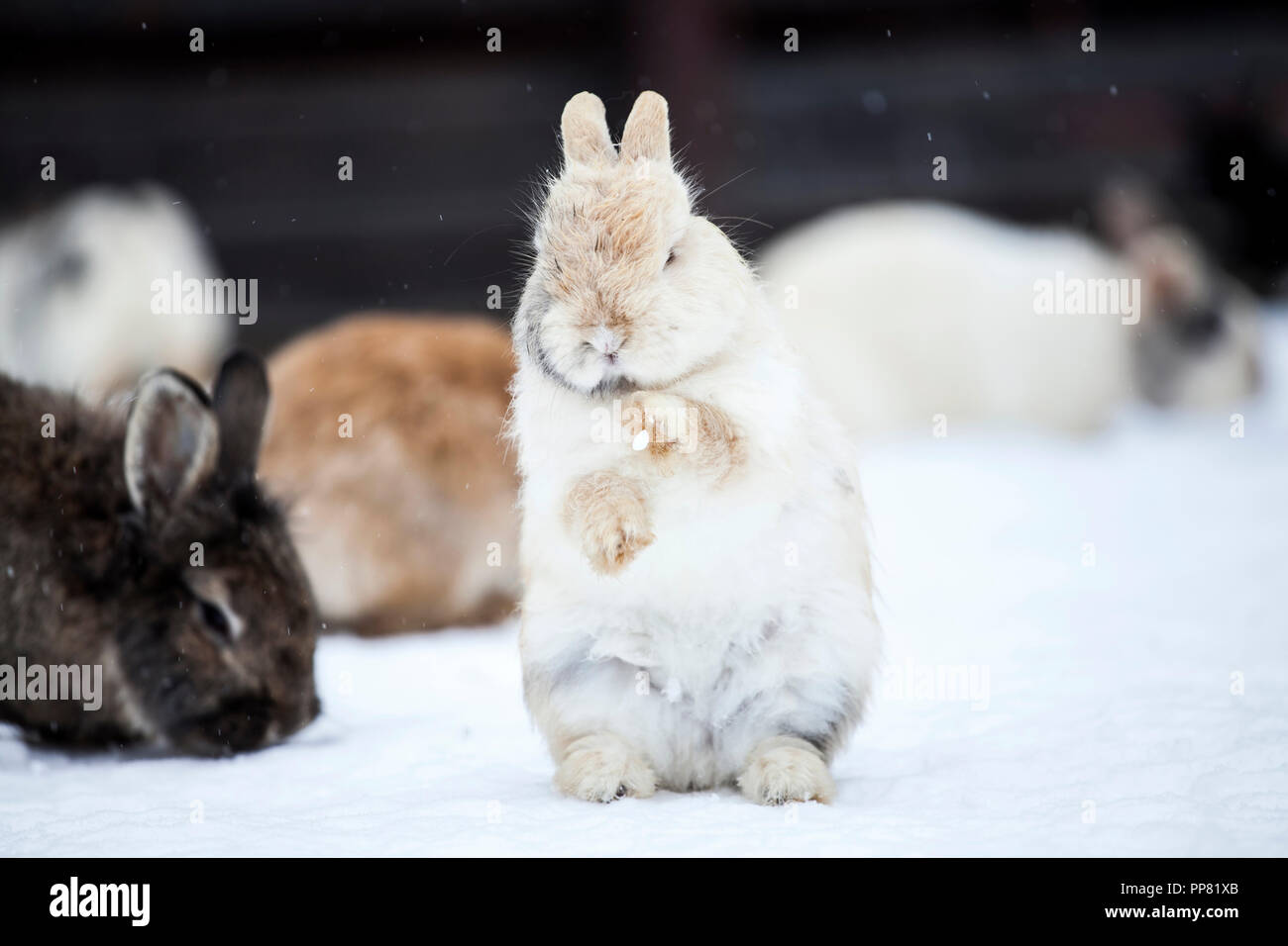 Bunny in snow. Animals in wintertime Stock Photo - Alamy