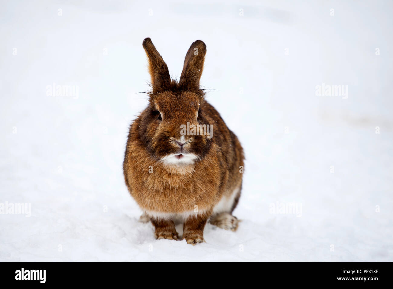 Wild bunny rabbit in snow hi-res stock photography and images - Alamy