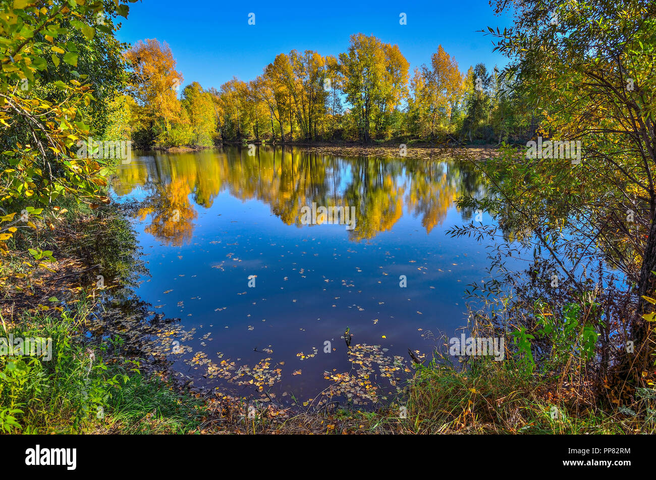 Green foliage around pond hi-res stock photography and images - Alamy