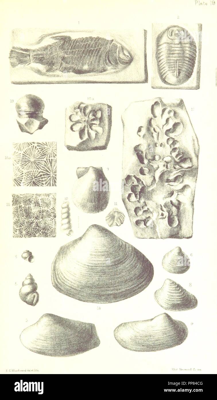 Image from page 83 of 'A Supplement to the Geology of Weymouth and the ...
