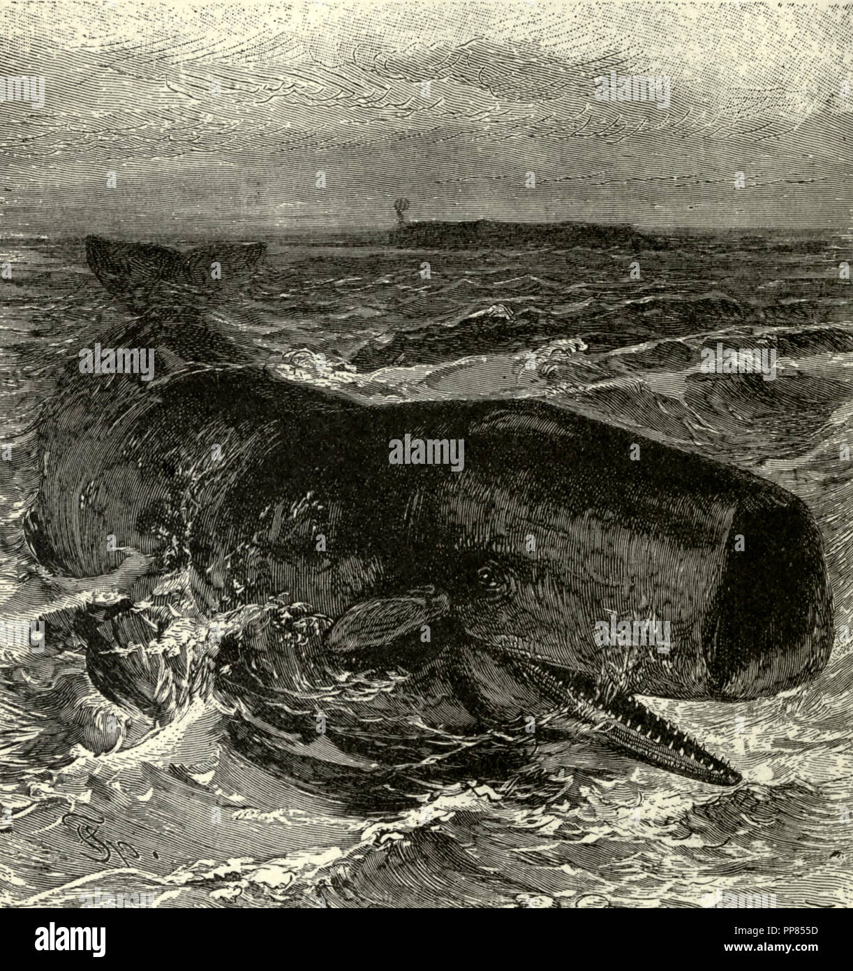 Sperm whale teeth hi-res stock photography and images - Alamy